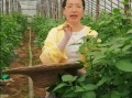 菜花叶子怎么做好吃_菜花叶子做法大全