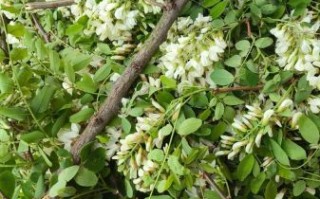 槐花什么时候开花_槐花几月开