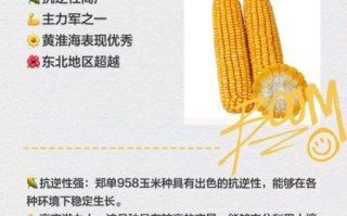 玉米种子什么品种好_玉米高产抗病品种推荐