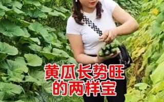 黄瓜幸福宝是什么_黄瓜幸福宝怎么用