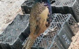 野山鸡养殖技术大全_野山鸡怎么养