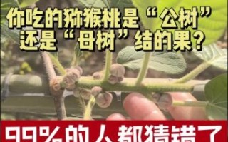 猕猴桃树怎么分公母_公母猕猴桃树辨别方法