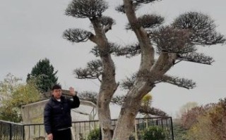 金钱榆树图片_如何辨别真假