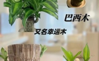 巴旦木树苗怎么种_巴旦木树苗几年结果