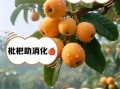 鲜枇杷果的功效与作用_枇杷果怎么吃止咳
