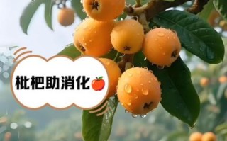 鲜枇杷果的功效与作用_枇杷果怎么吃止咳