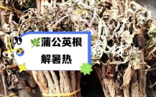 蒲公英泡水喝的功效与作用_蒲公英根和叶哪个好