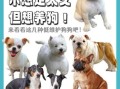 养什么狗最省心_适合上班族的低维护犬种