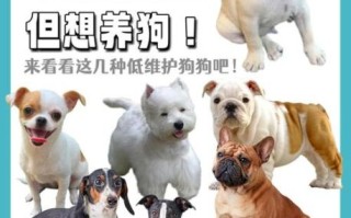 养什么狗最省心_适合上班族的低维护犬种