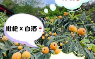 枇杷不能和什么一起吃_枇杷相克食物有哪些