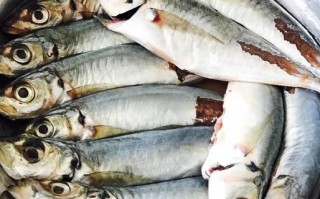 海里常见的鱼有哪些_哪些海鱼适合家常烹饪