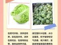 甘蓝菜和包菜的区别_哪个更有营养