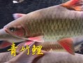 青竹鱼养殖技术_青竹鱼养殖常见问题