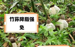 竹荪的营养价值有哪些_竹荪的功效与作用