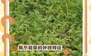 鹅不食草的功效与作用_鹅不食草能治鼻炎吗