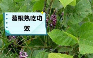 野生葛根有什么作用_野生葛根怎么吃效果最好