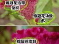 鸡冠花的功效与作用_鸡冠花怎么吃