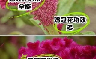 鸡冠花的功效与作用_鸡冠花怎么吃