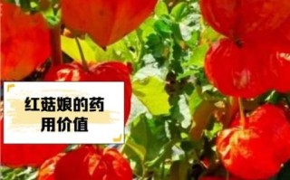 红菇娘的功效与作用有哪些_红菇娘的营养价值高吗
