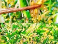 韭菜炒豆芽怎么做_韭菜炒豆芽要不要焯水