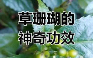 珊瑚草的功效与禁忌_哪些人不能吃