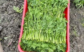 皇帝菜图片又名什么菜_皇帝菜和茼蒿的区别