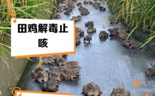 田鸡营养价值高吗_田鸡吃了有什么好处