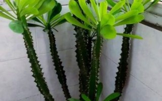 龙骨花图片大全_龙骨花怎么养才旺盛