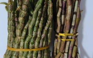 铁皮石斛价格多少一克_铁皮石斛多少钱一克