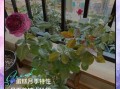 蓝莓之夜月季怎么养_蓝莓之夜月季是藤本还是灌木