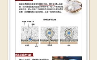 河蚌里有珍珠吗_怎么判断河蚌有珍珠