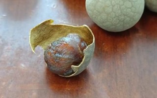 龙眼干怎么制作_龙眼干制作过程详解