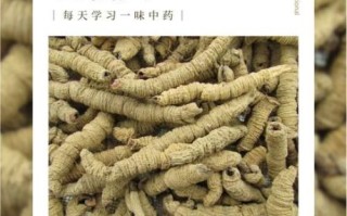 巴戟天的副作用有哪些_巴戟天长期吃有什么害处