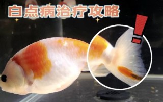 金鱼怎么养才不死_金鱼常见病有哪些