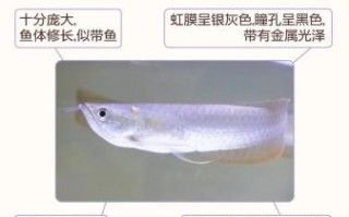 银龙鱼怎么养_银龙鱼喂养技巧