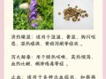 清热解毒的药有哪些_常见中成药与草药全解析
