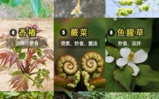 野菜有哪些_野菜图片怎么识别