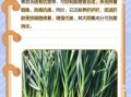 青蒜的功效与作用_青蒜怎么吃最健康