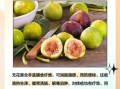 无花果图片大全及作用_无花果的功效与禁忌