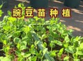 豌豆发芽图片_如何正确种植