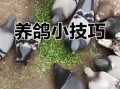 鸽子养殖技术_新手如何养好鸽子