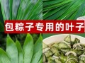 粽子叶在哪里买_粽子叶购买渠道