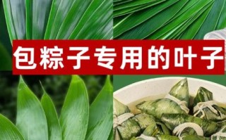 粽子叶在哪里买_粽子叶购买渠道