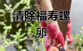 福寿螺的卵有什么害处_如何清除福寿螺卵