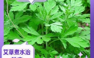 新鲜艾叶的功效与作用_新鲜艾叶怎么吃