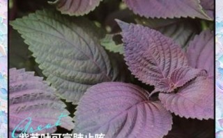 紫苏叶图片长什么样_紫苏叶的功效与作用有哪些