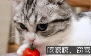 蒲烧鳗鱼饭怎么做_蒲烧鳗鱼饭热量高吗