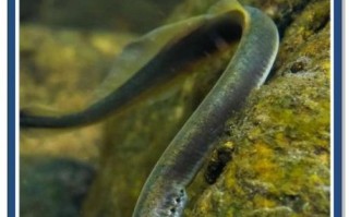 七鳃鳗和人鳗区别_七鳃鳗和人鳗图片对比