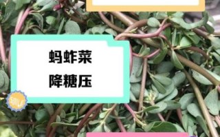 蚂蚱菜学名是什么_蚂蚱菜的功效与作用