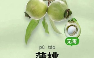 蒲桃为什么没人吃_蒲桃能吃吗